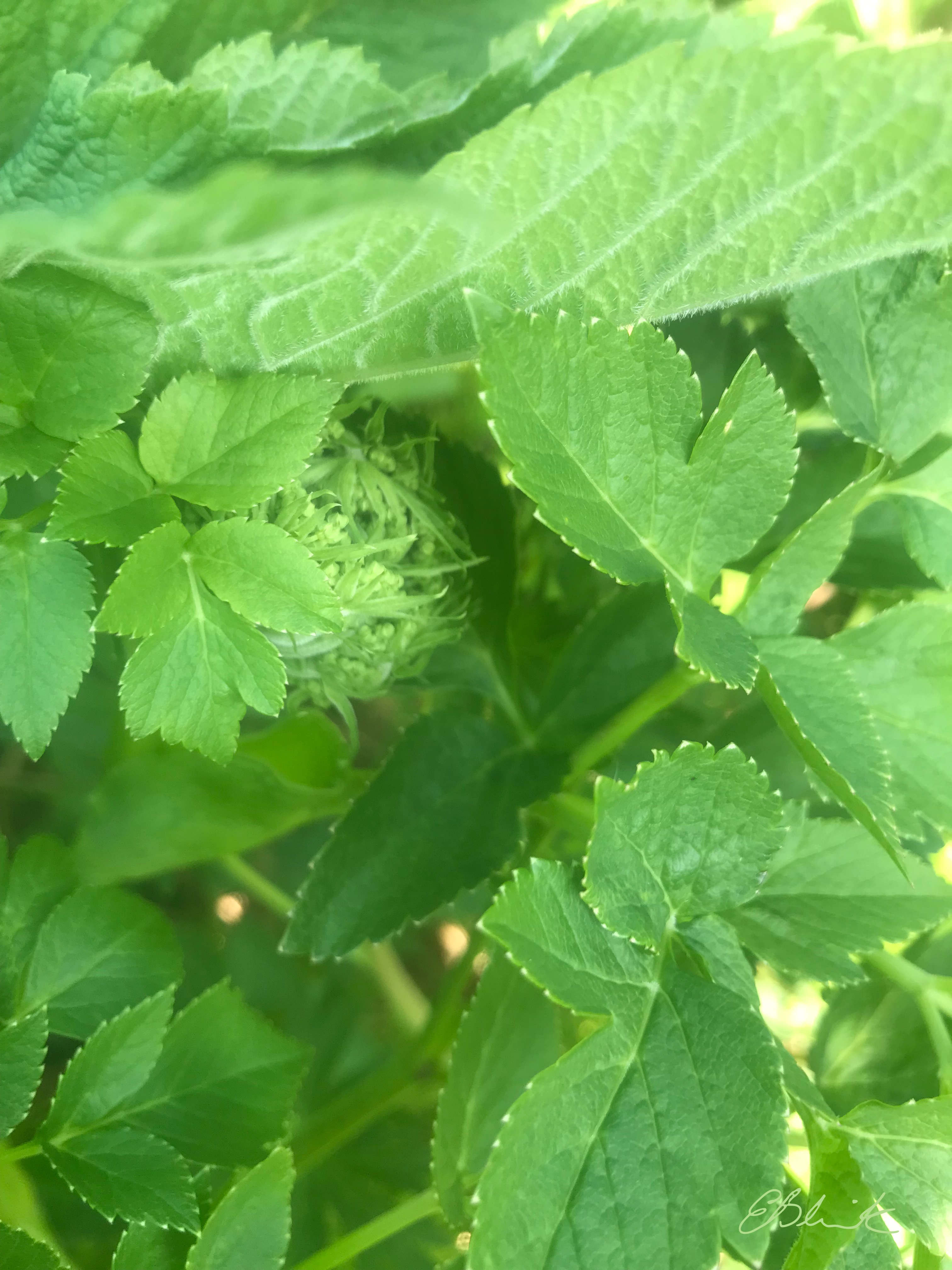 Finding respite at elevation – Transcendental Gardening