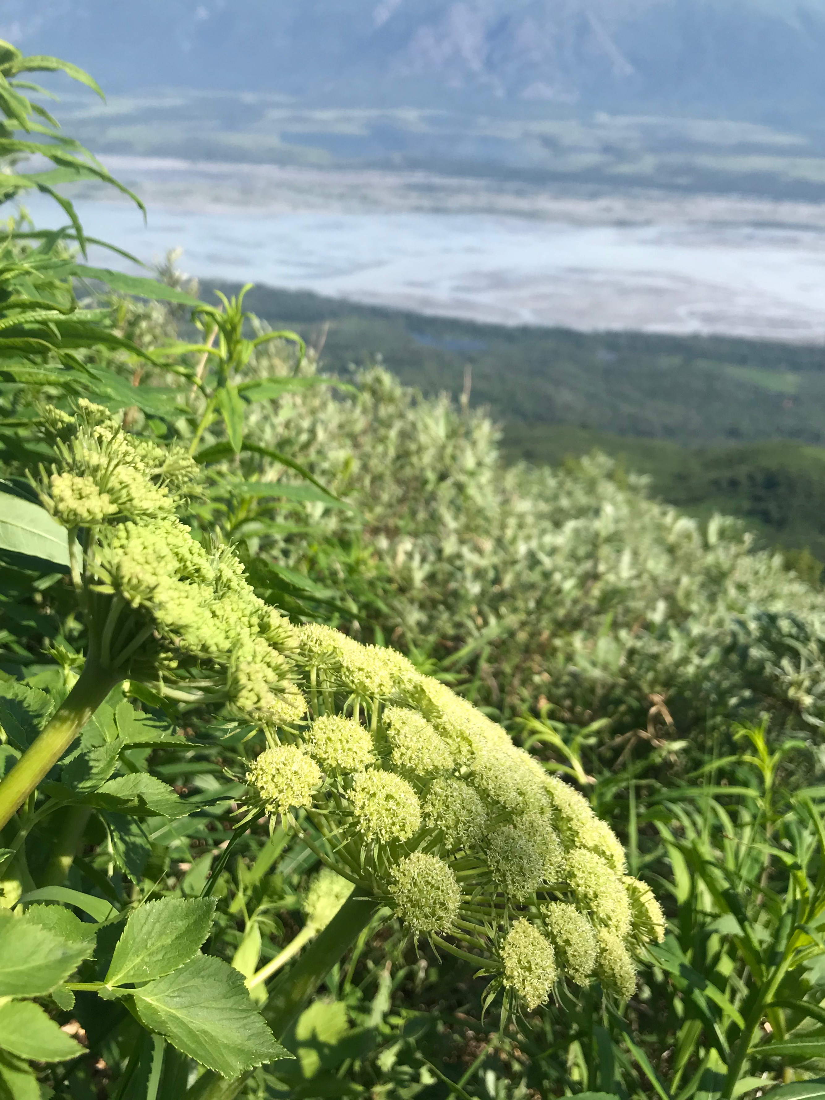 Finding respite at elevation – Transcendental Gardening