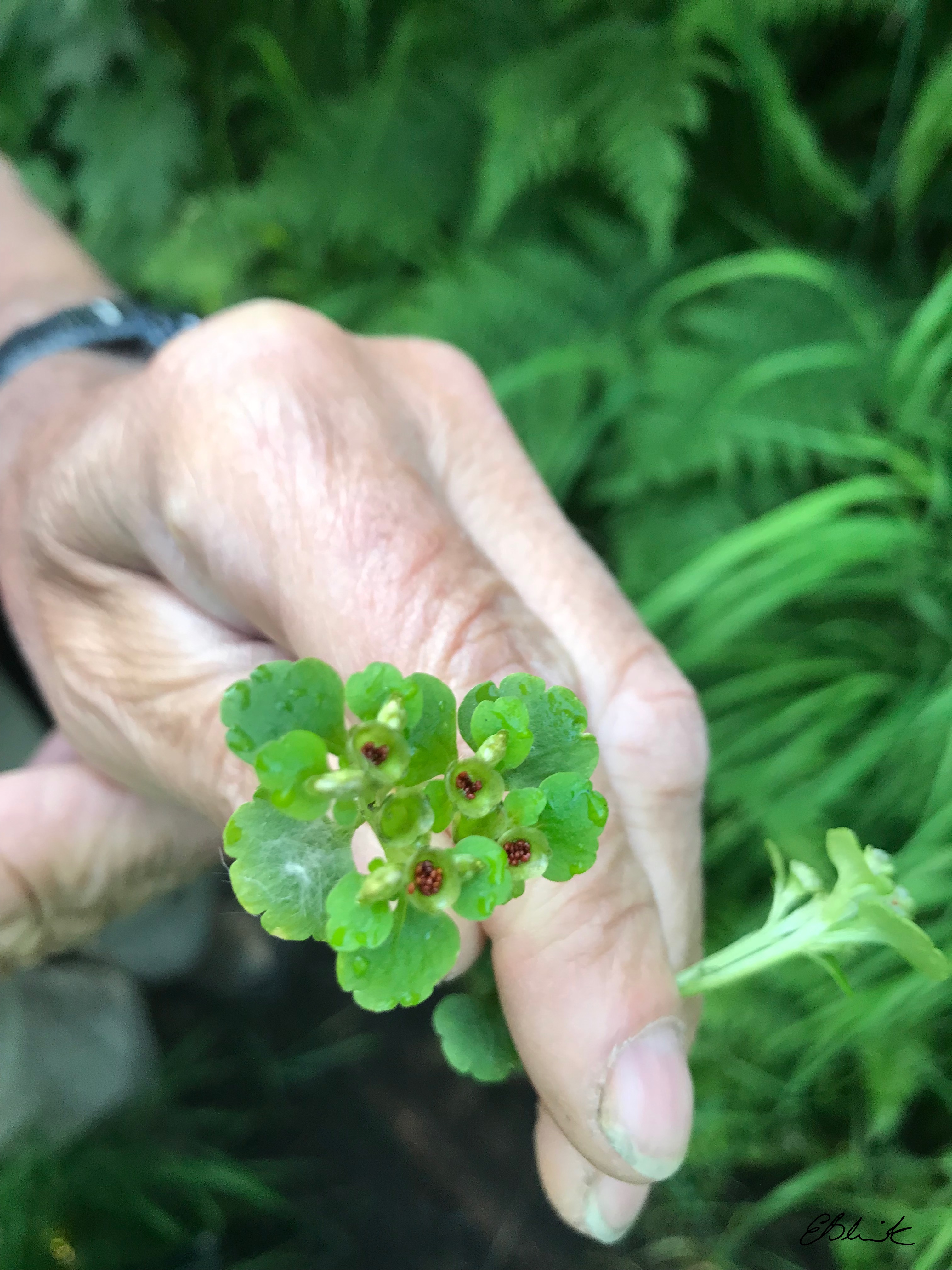 Finding respite at elevation – Transcendental Gardening