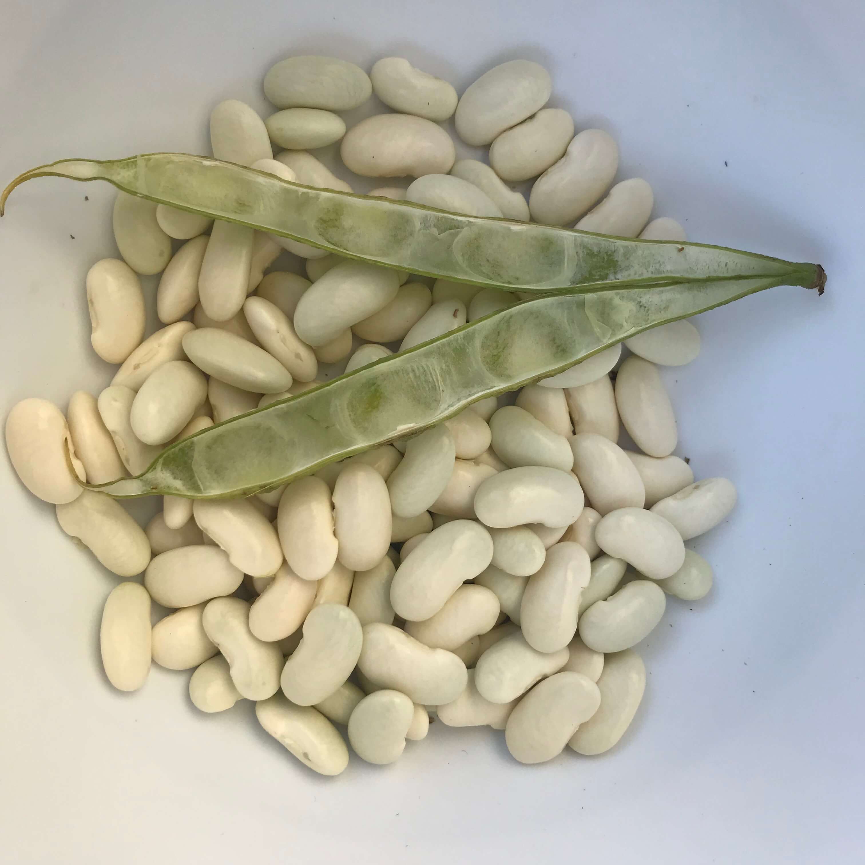 Our summer in beans – Transcendental Gardening